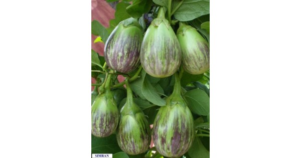 VNR Brinjal Vegetable Seeds VNR SIMRAN